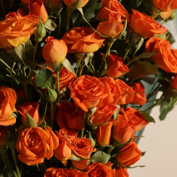 Buy and send Calm Elevated Orange Baby Rose Bouquet | 15 Flowers gift ...