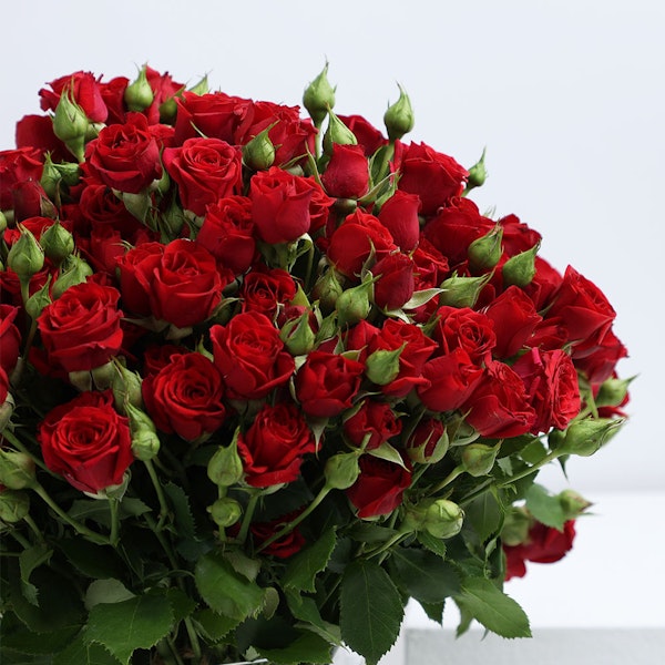 50 Red Baby Roses | Vase | Floward Riyadh