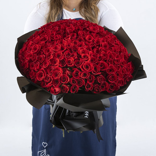 250 Rose Showstopper | Floward UK